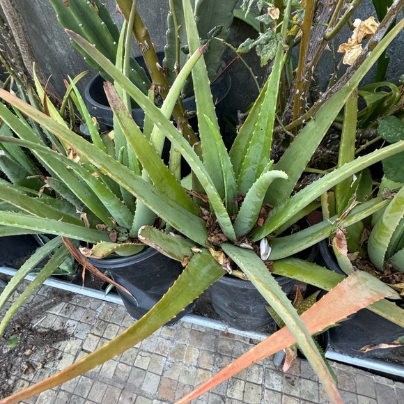 Accents | Vibrant Orange Aloe Vera Plant | Poshmark